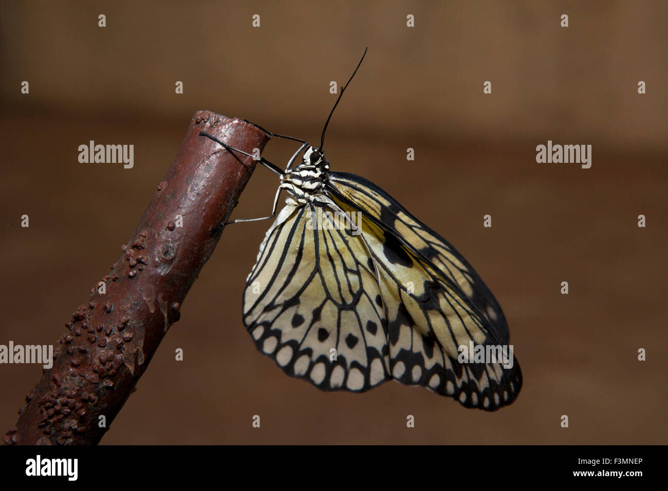 Rice Paper butterfly or idea leuconoe perched on branch Stock Photo - Alamy