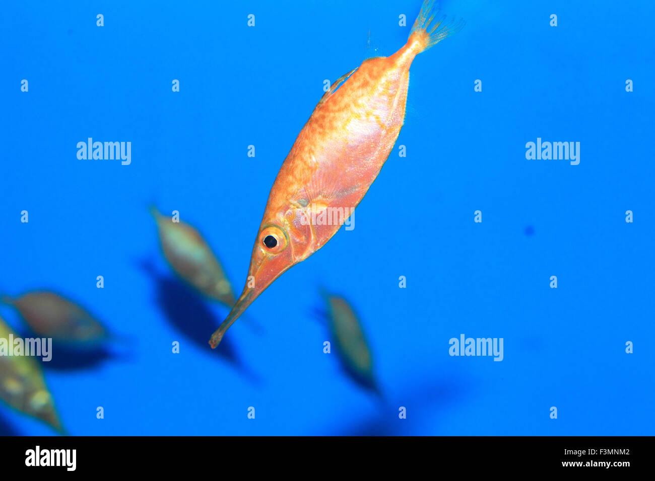 Longspine snipefish (Macroramphosus scolopax) in Japan Stock Photo - Alamy
