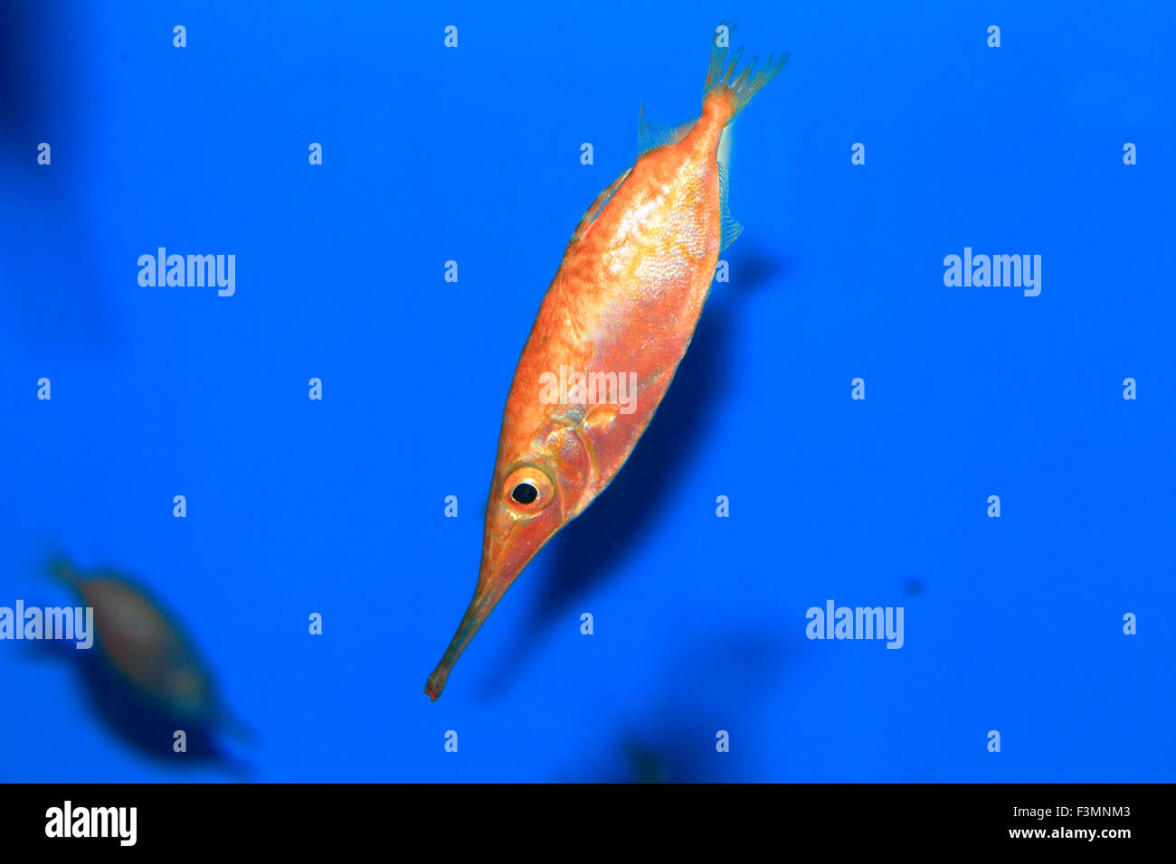 Longspine snipefish (Macroramphosus scolopax) in Japan Stock Photo - Alamy