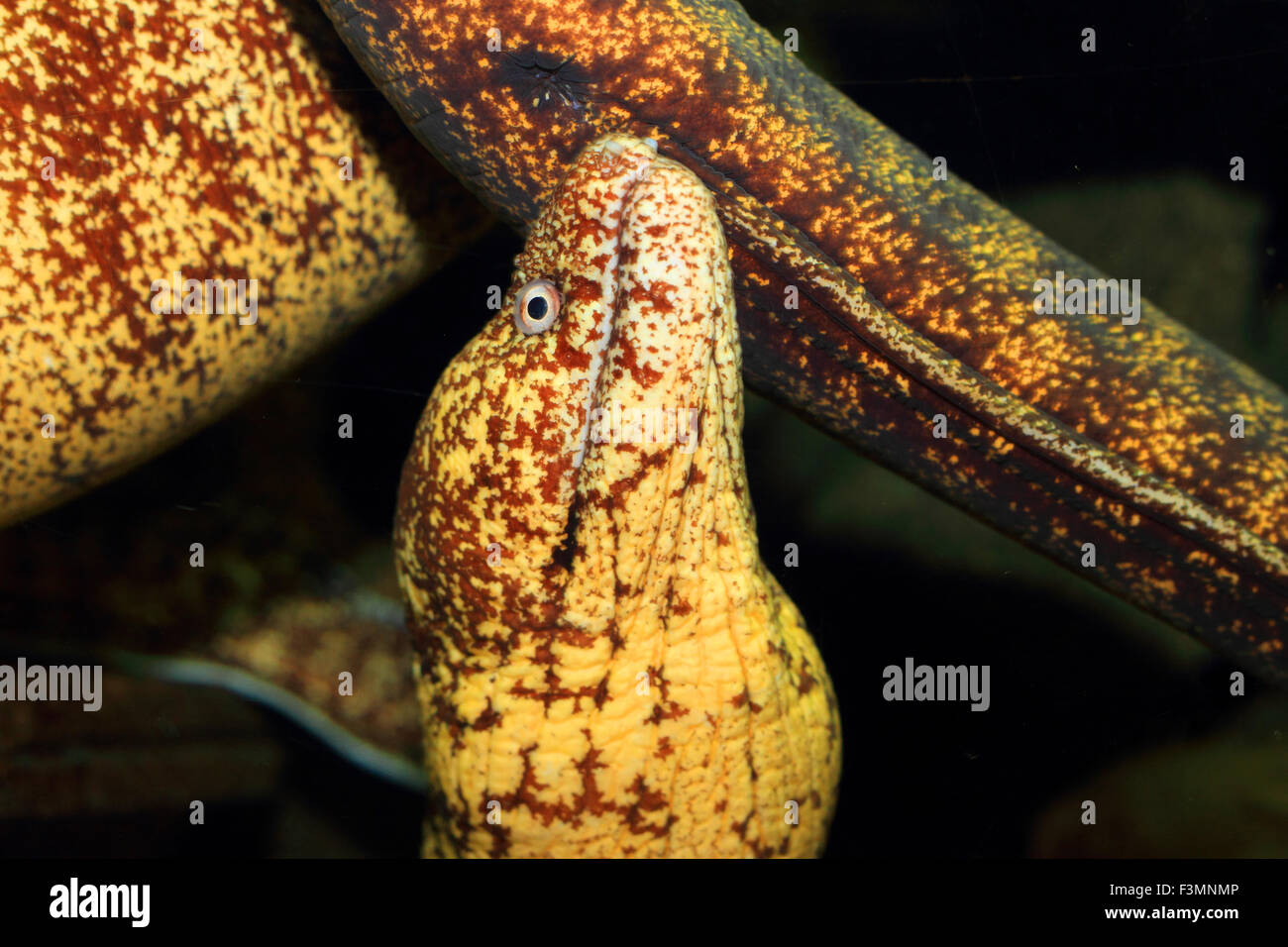 Kidako moray (Gymnothorax kidako) in Japan Stock Photo - Alamy