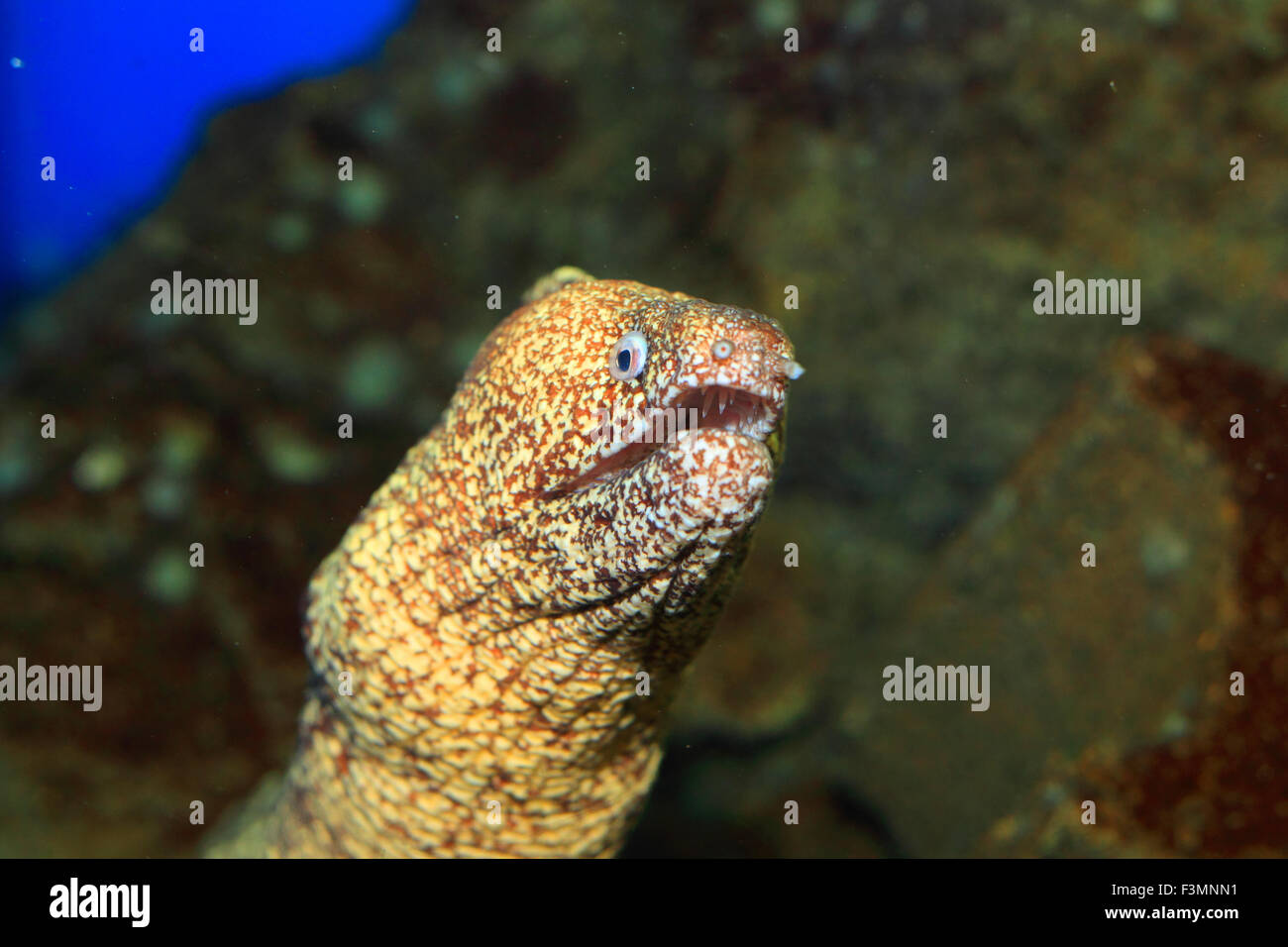 Kidako moray (Gymnothorax kidako) in Japan Stock Photo - Alamy