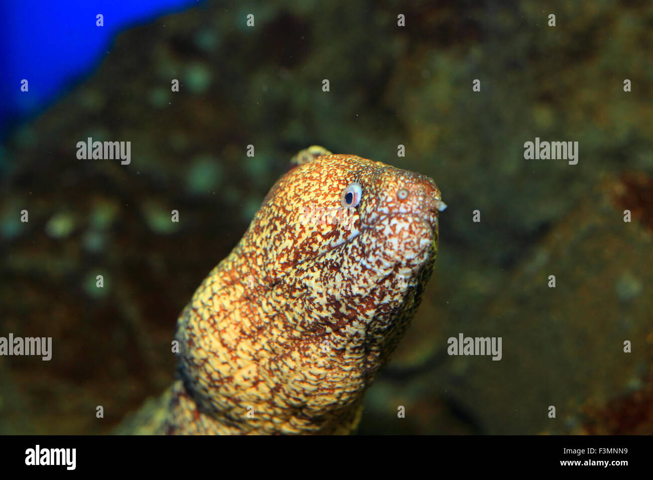 Kidako moray (Gymnothorax kidako) in Japan Stock Photo - Alamy