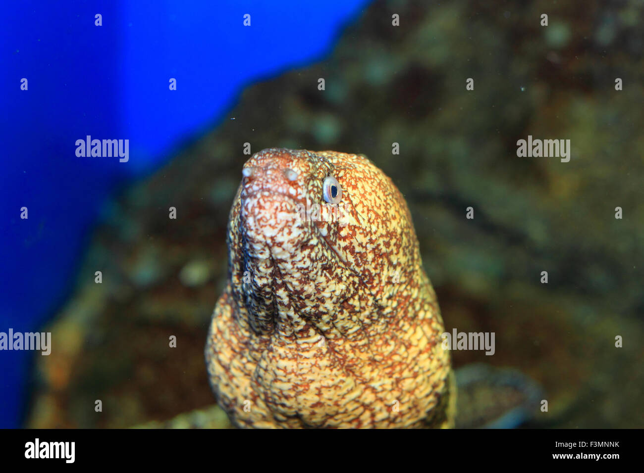 Kidako moray (Gymnothorax kidako) in Japan Stock Photo - Alamy