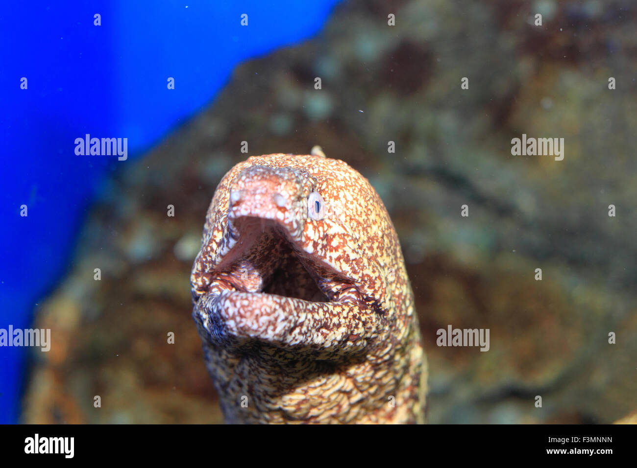 Kidako moray (Gymnothorax kidako) in Japan Stock Photo - Alamy