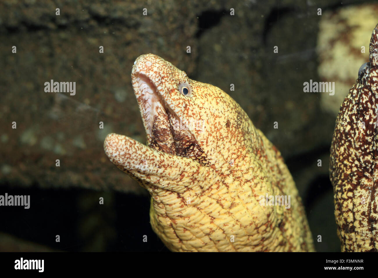 Kidako moray (Gymnothorax kidako) in Japan Stock Photo - Alamy