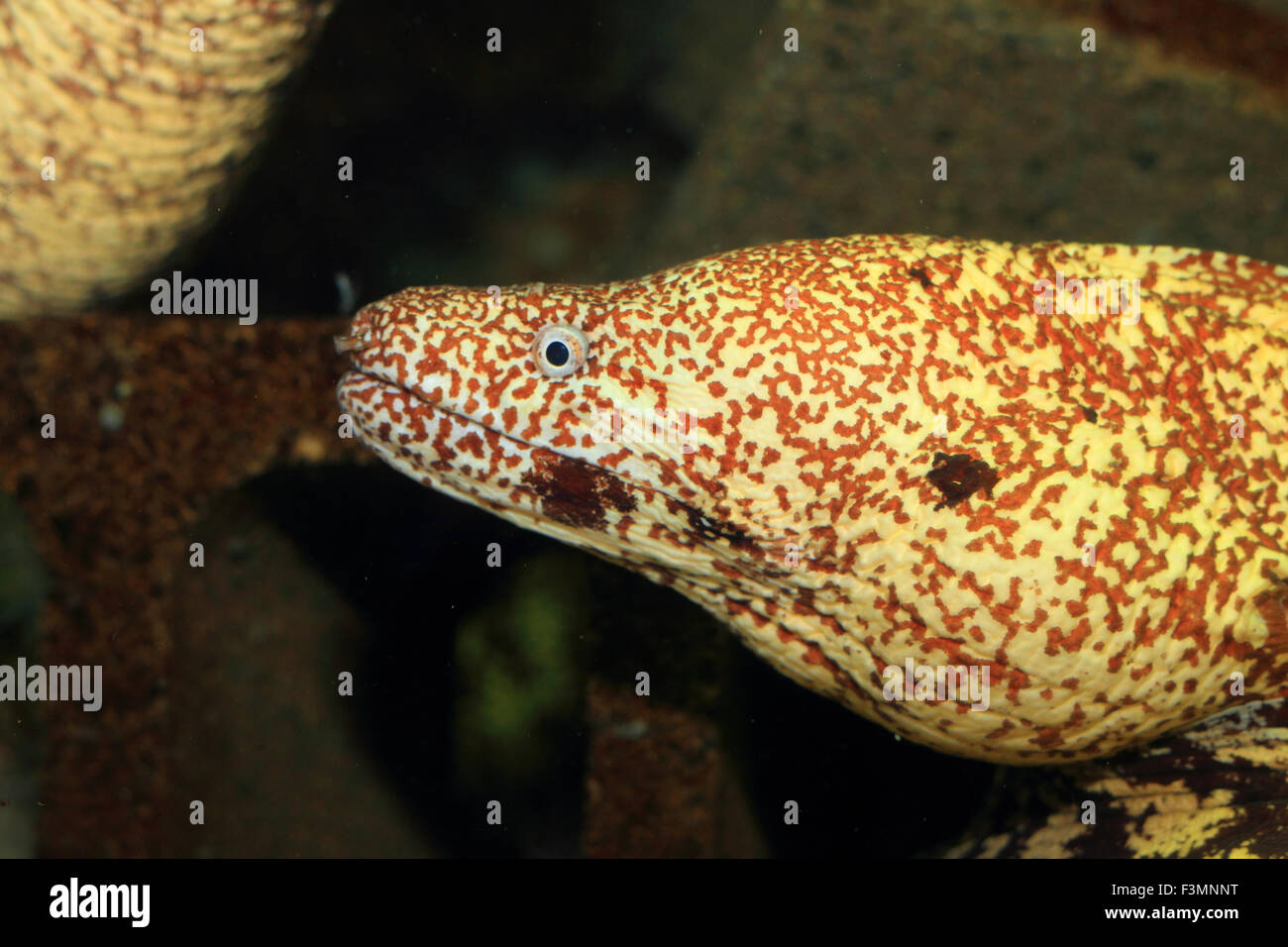 Kidako moray (Gymnothorax kidako) in Japan Stock Photo - Alamy