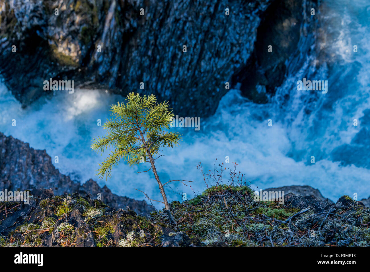 Tiny fir tree, Kicking Horse River, Yoho National park, British ...