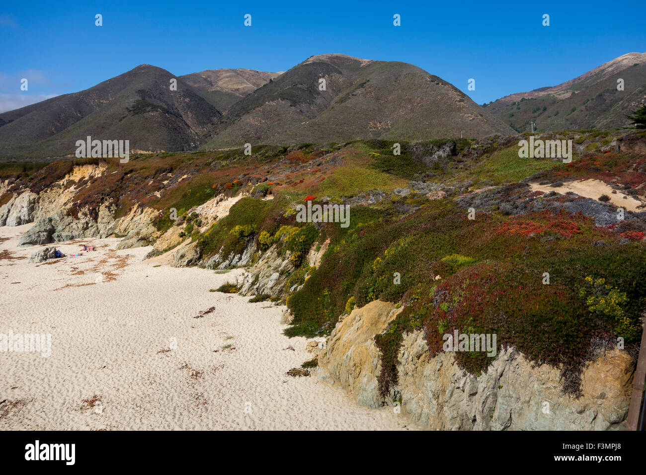 Coastal plants, Big Sur Stock Photo - Alamy