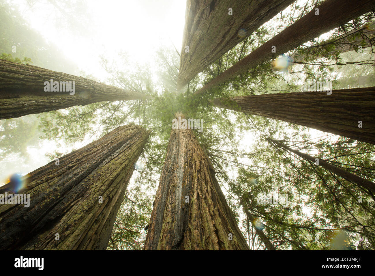 Coast and Redwoods, Northern California Stock Photo - Alamy