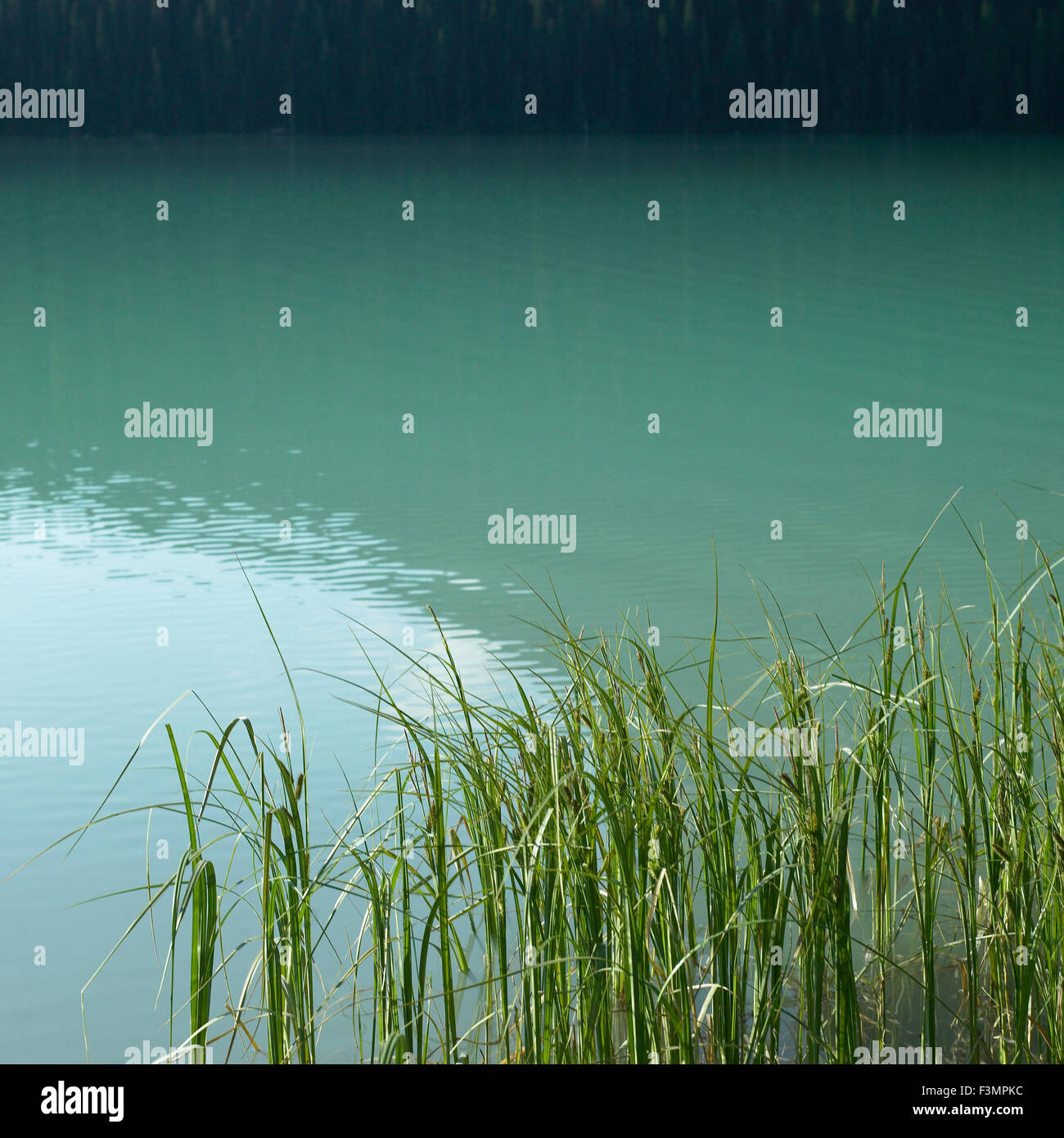 Long green grass growing in turquoise lake Stock Photo - Alamy