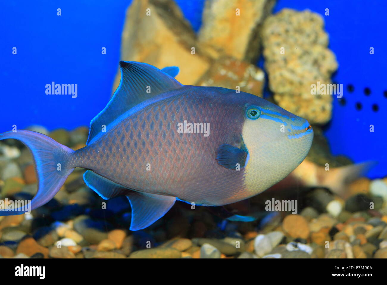 Redtooth triggerfish (Odonus niger) in Japan Stock Photo - Alamy