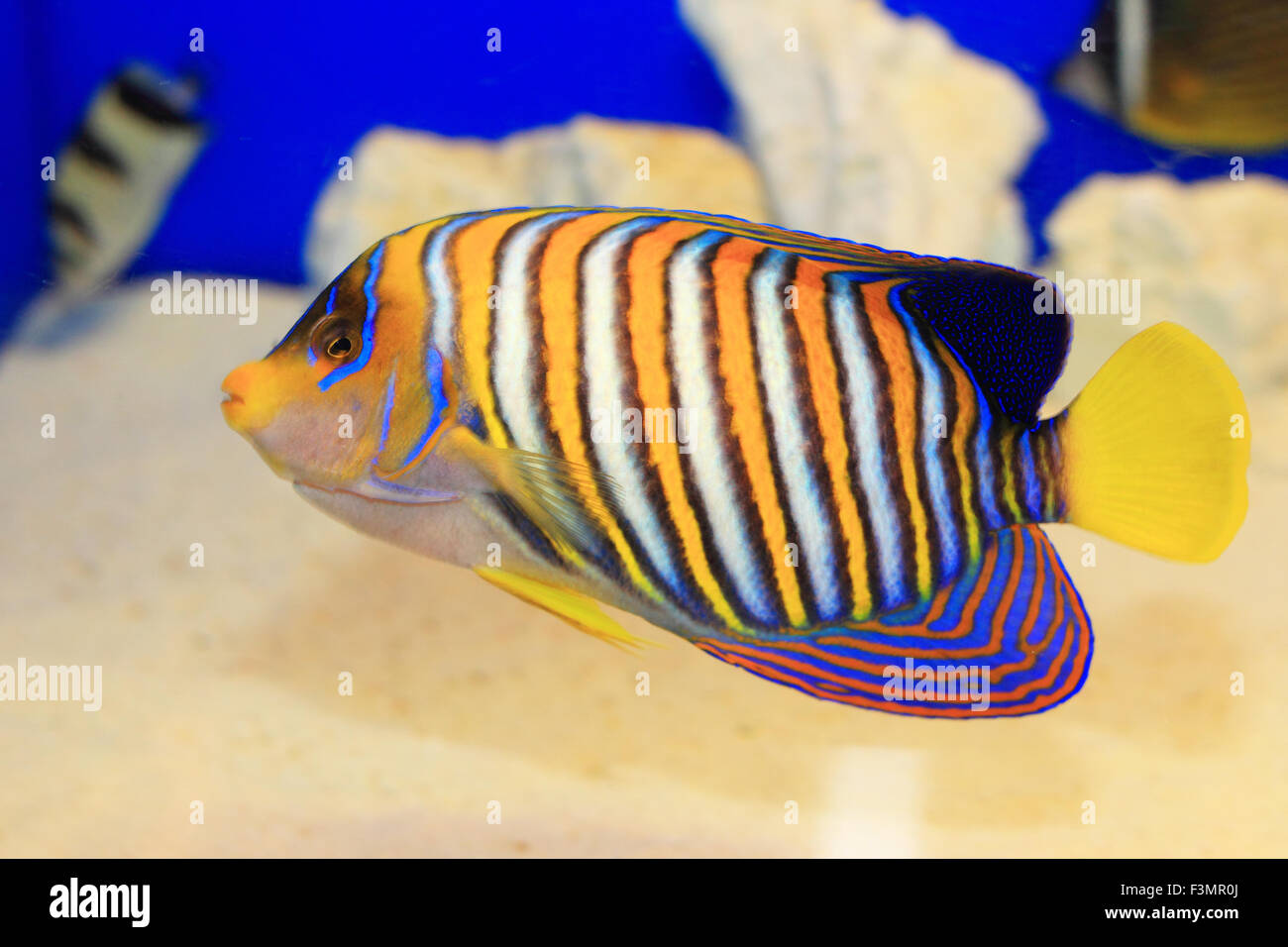 Regal Angelfish (Pygoplites diacanthus) in Japan Stock Photo - Alamy