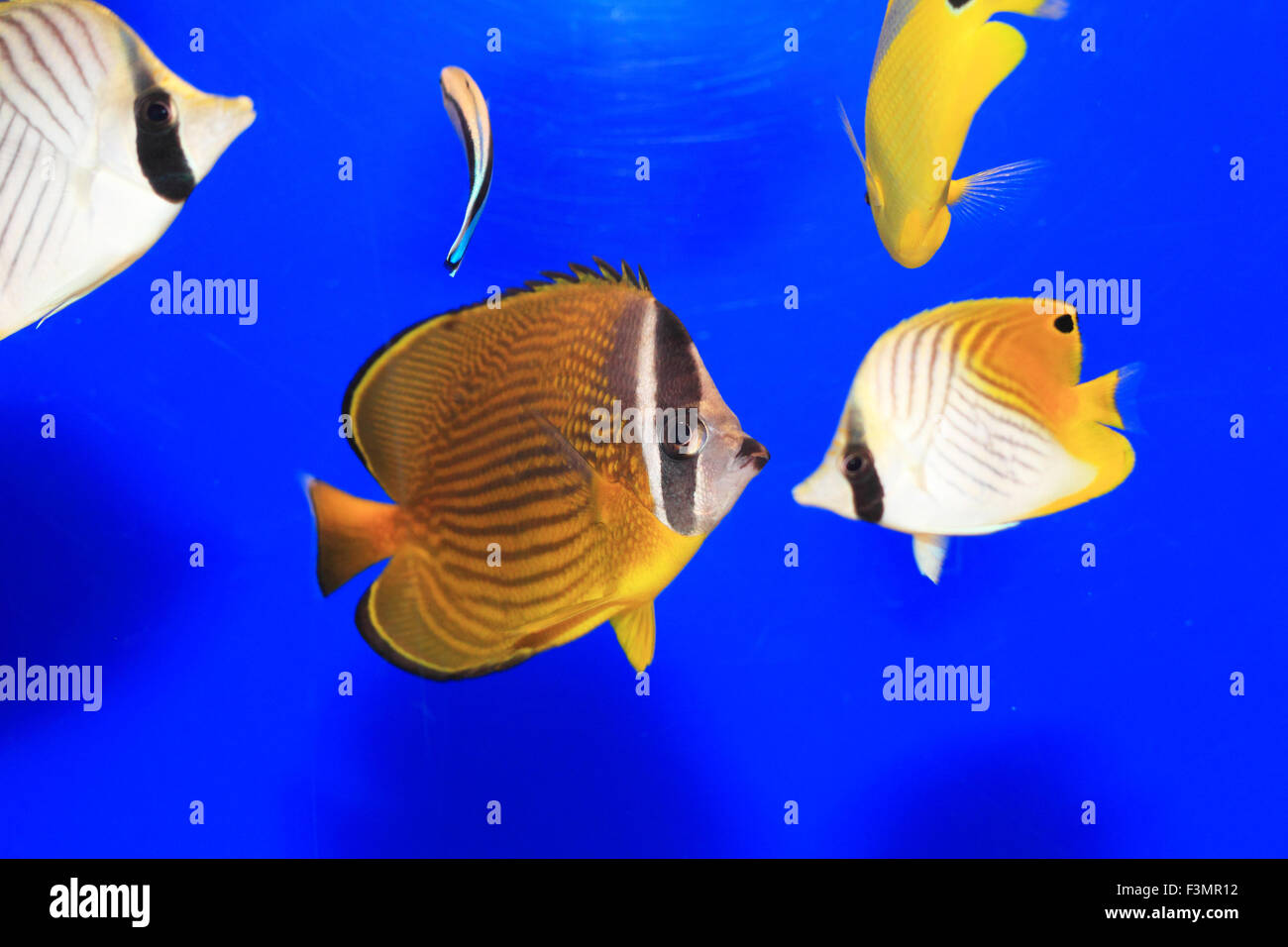 Butterflyfish hi-res stock photography and images - Alamy