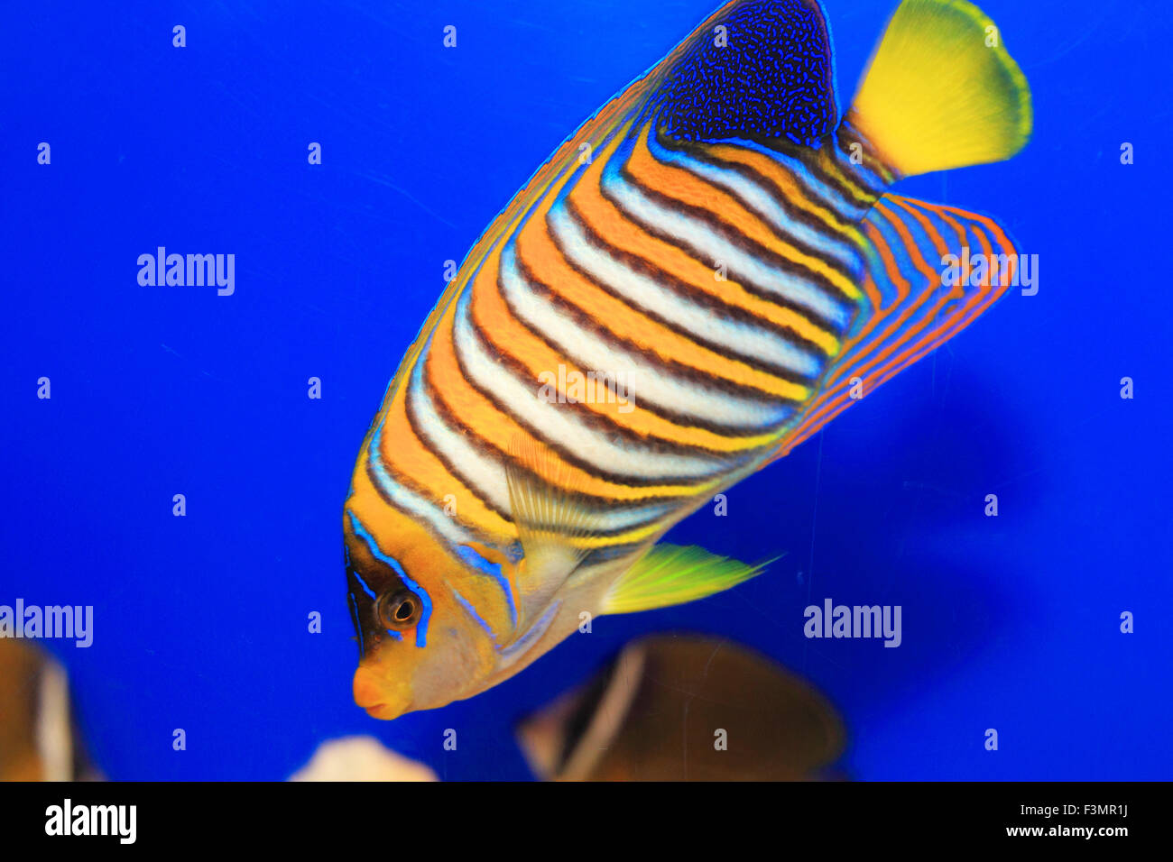Regal Angelfish (Pygoplites diacanthus) in Japan Stock Photo - Alamy