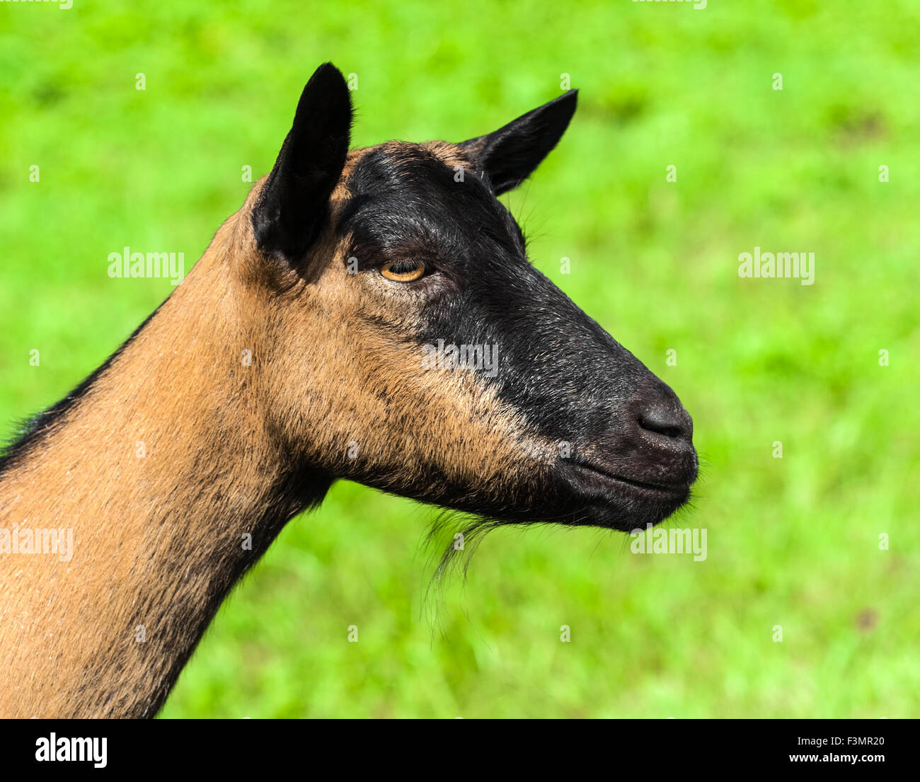 Goat on the meadow Stock Photo - Alamy