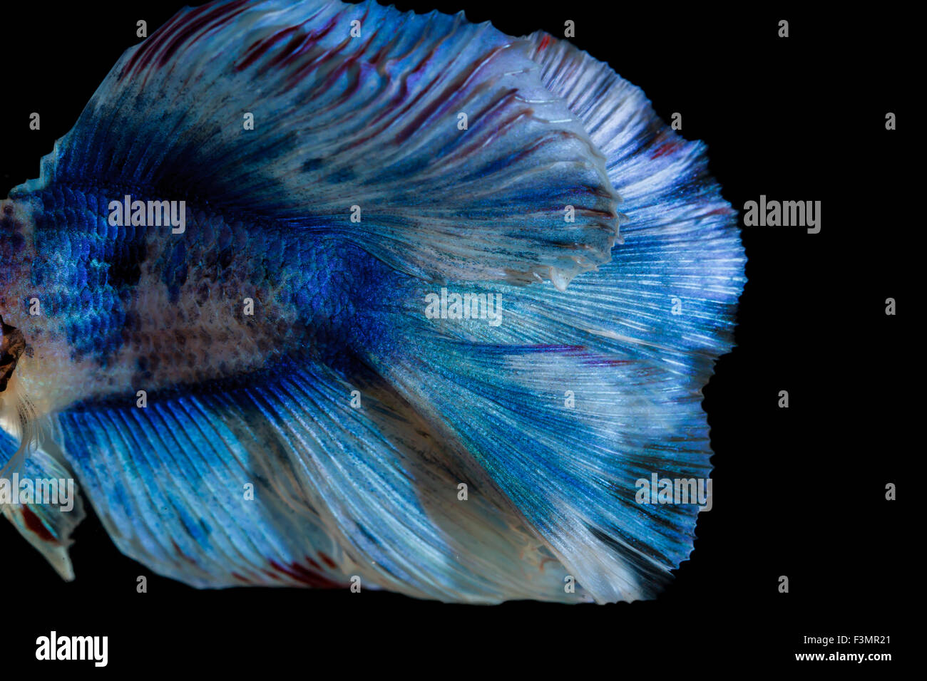 Blue betta fish close hi-res stock photography and images - Alamy