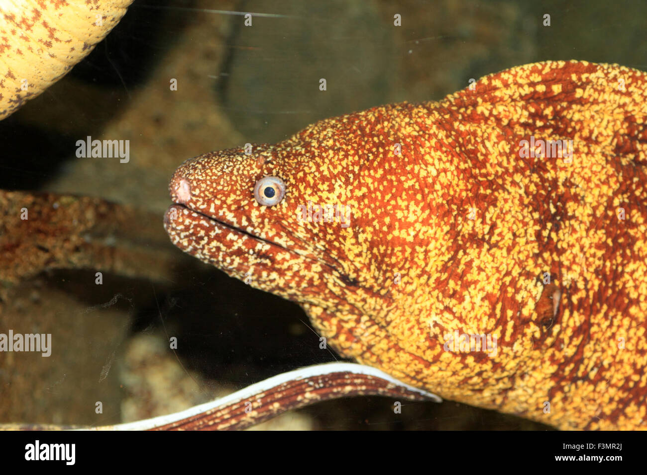 Kidako moray hi-res stock photography and images - Alamy