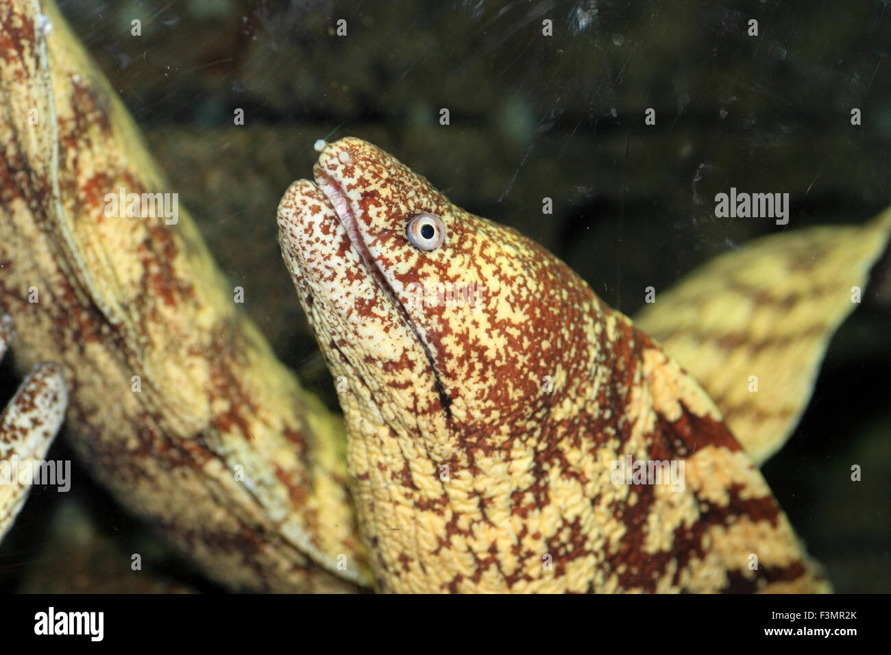 Kidako moray (Gymnothorax kidako) in Japan Stock Photo - Alamy