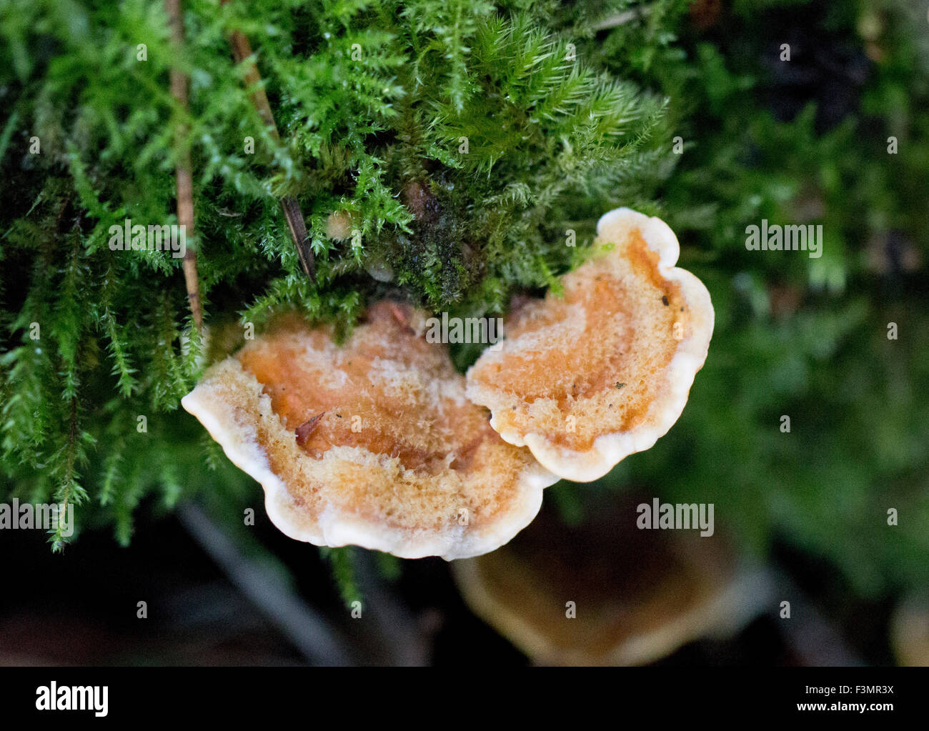 Orange bracket fungi hi-res stock photography and images - Alamy