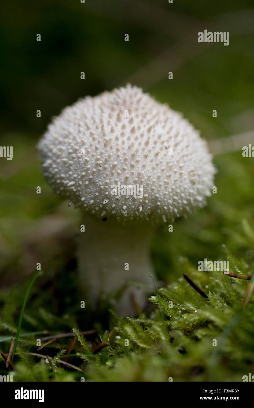Common puffball hi-res stock photography and images - Alamy