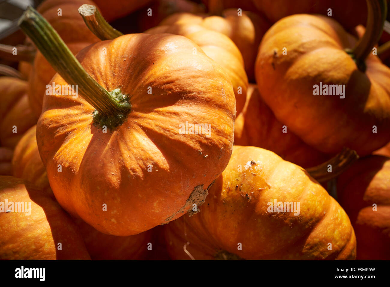 Mini pumpkins hi-res stock photography and images - Alamy