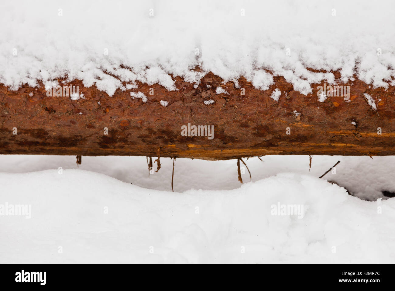 Closeup wooden wood tree log covered with fresh snow on winter season ...