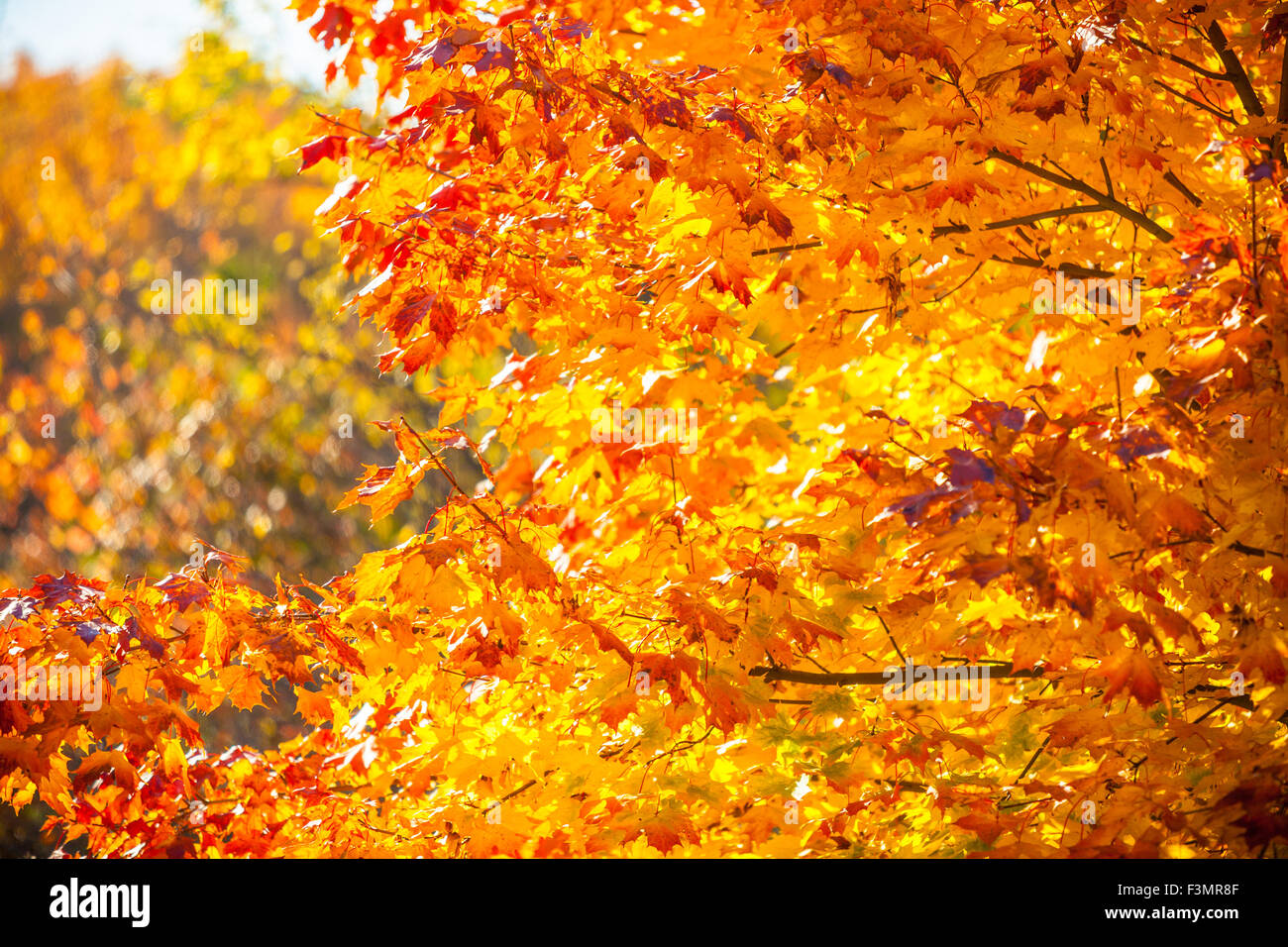 Bright autumn leaves in the natural environment. Fall maple trees ...