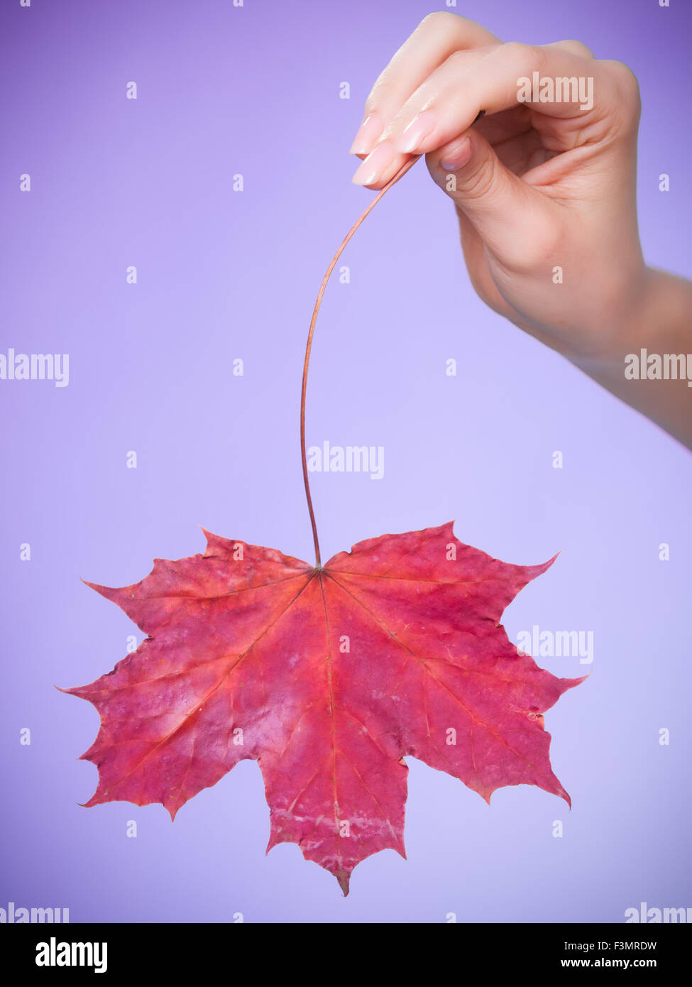 Skincare. Female hand holding leaf as symbol of red dry capillary skin ...