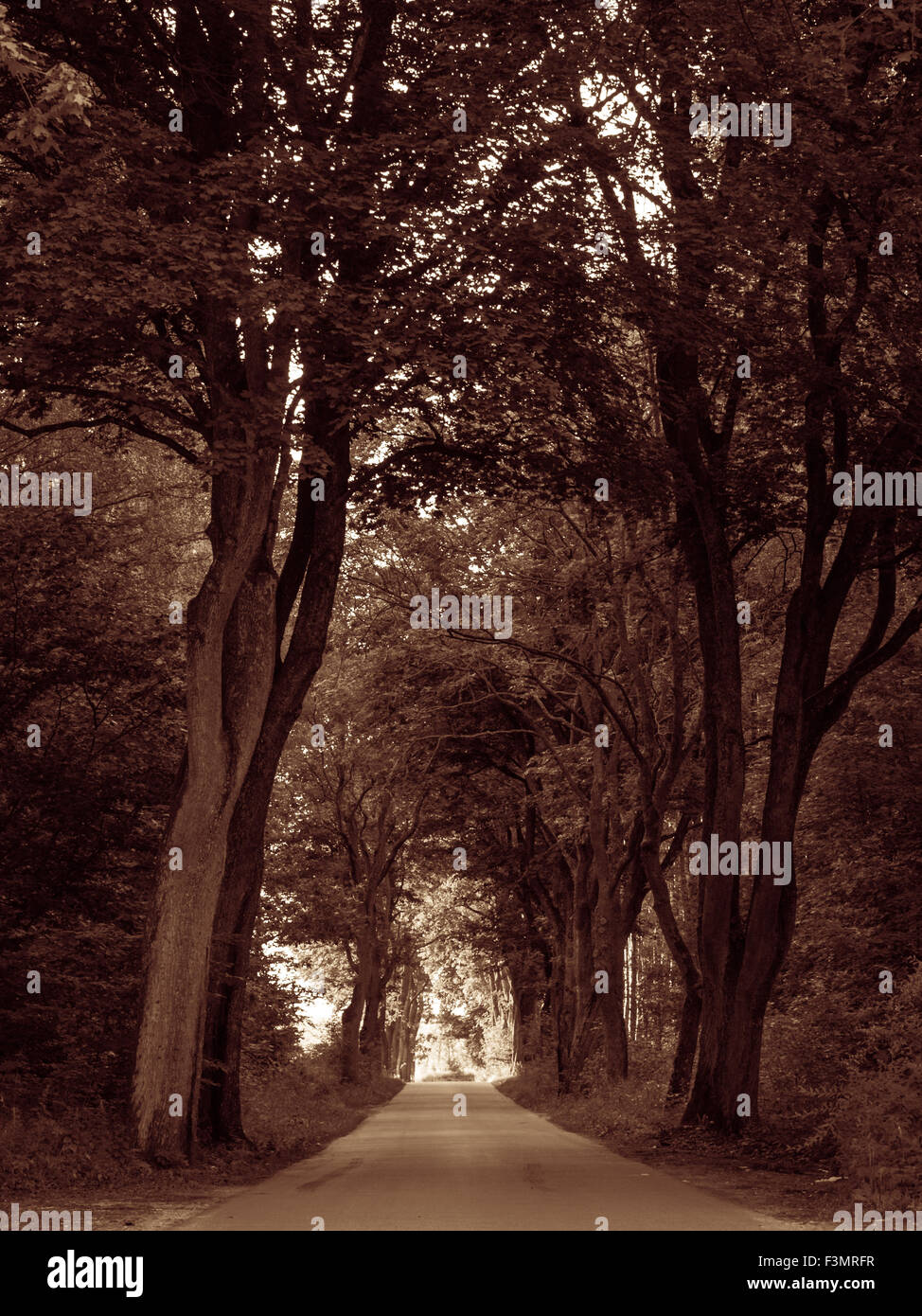 Sidewalk walking pavement mysterious alley path with old big trees in ...