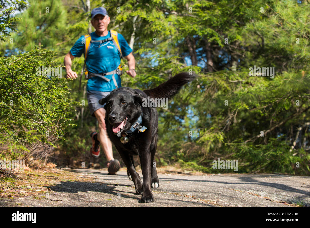 Four legged animals hi-res stock photography and images - Alamy