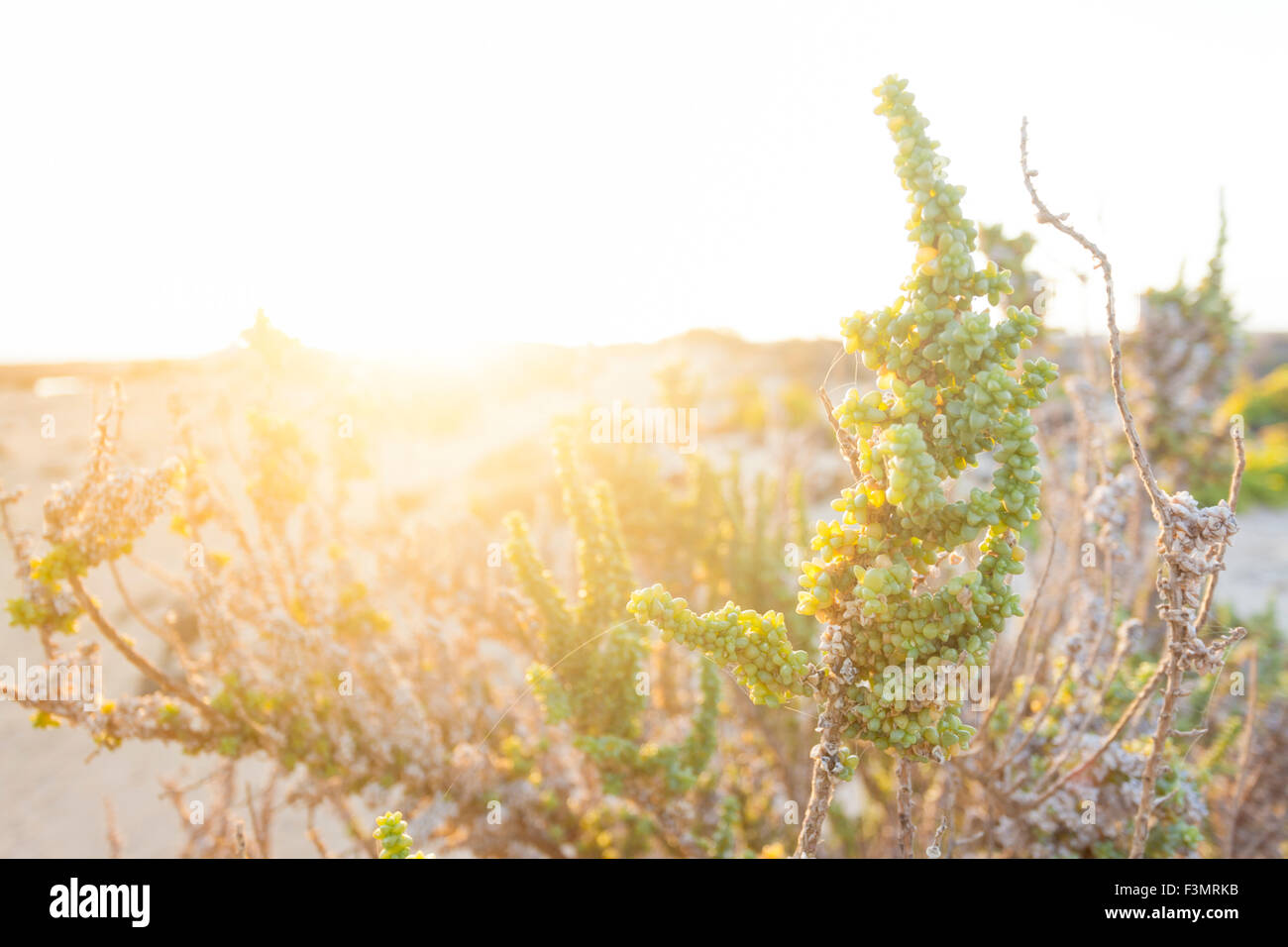 Green plant backlit light Stock Photo - Alamy