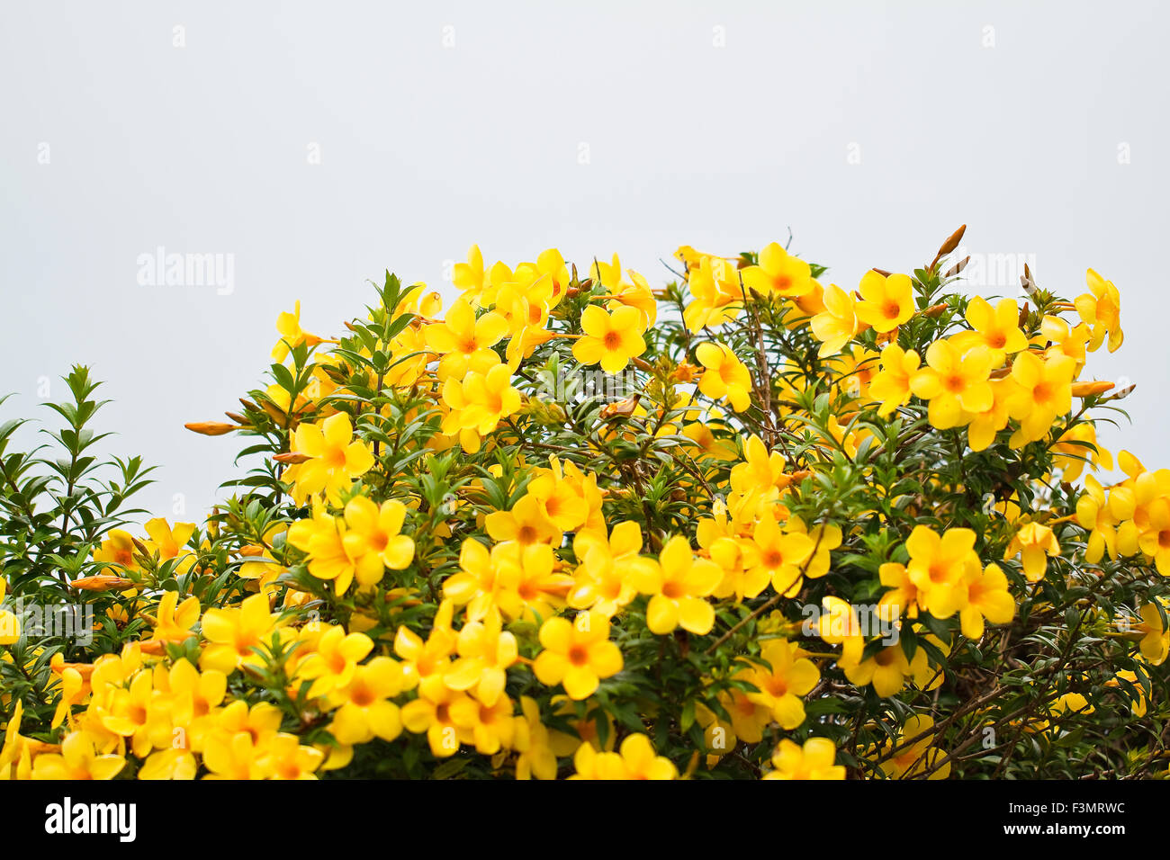 Golden Trumpet flower Stock Photo - Alamy