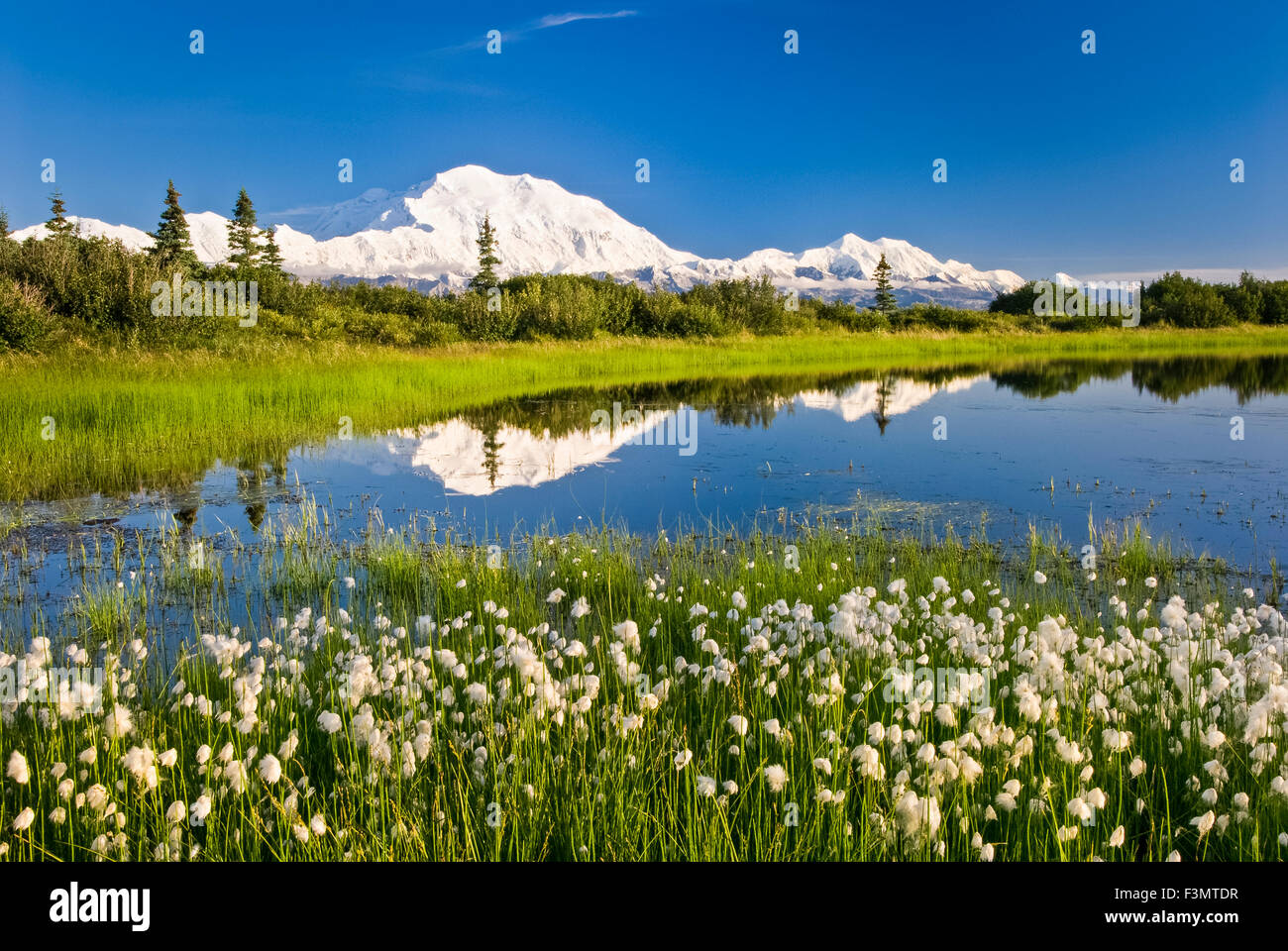 Alaska Cotton with Denali reflected in pond, Denali National Park ...
