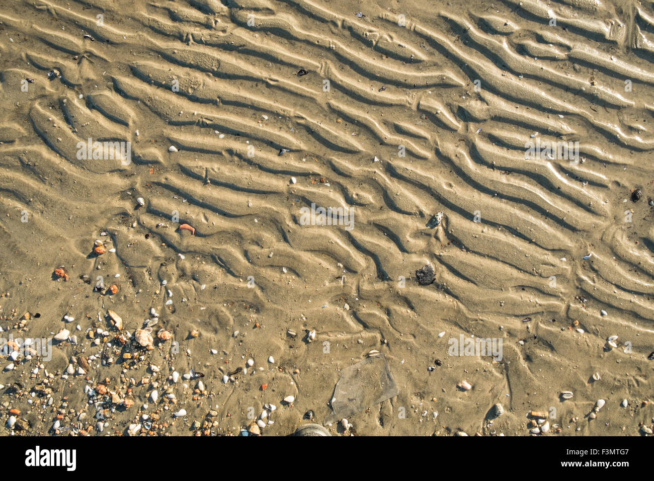 Rippled beach sand texture with some scattered shells Stock Photo - Alamy