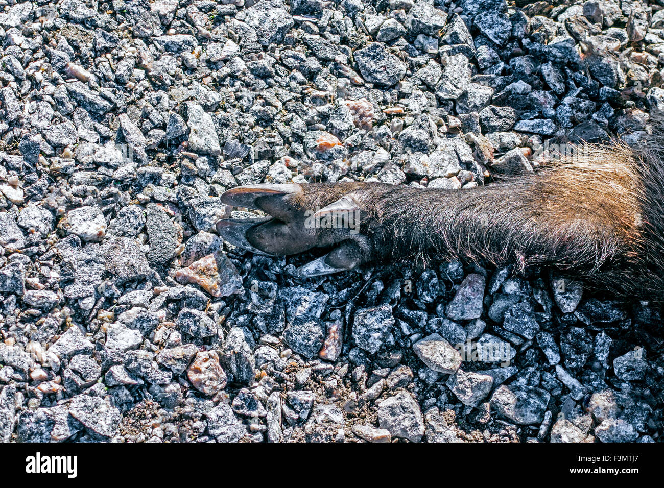 Pig hoof isolated hi-res stock photography and images - Alamy