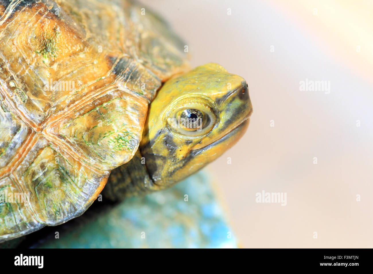 Japanese pond turtle (Mauremys japonica) young in Japan Stock Photo - Alamy