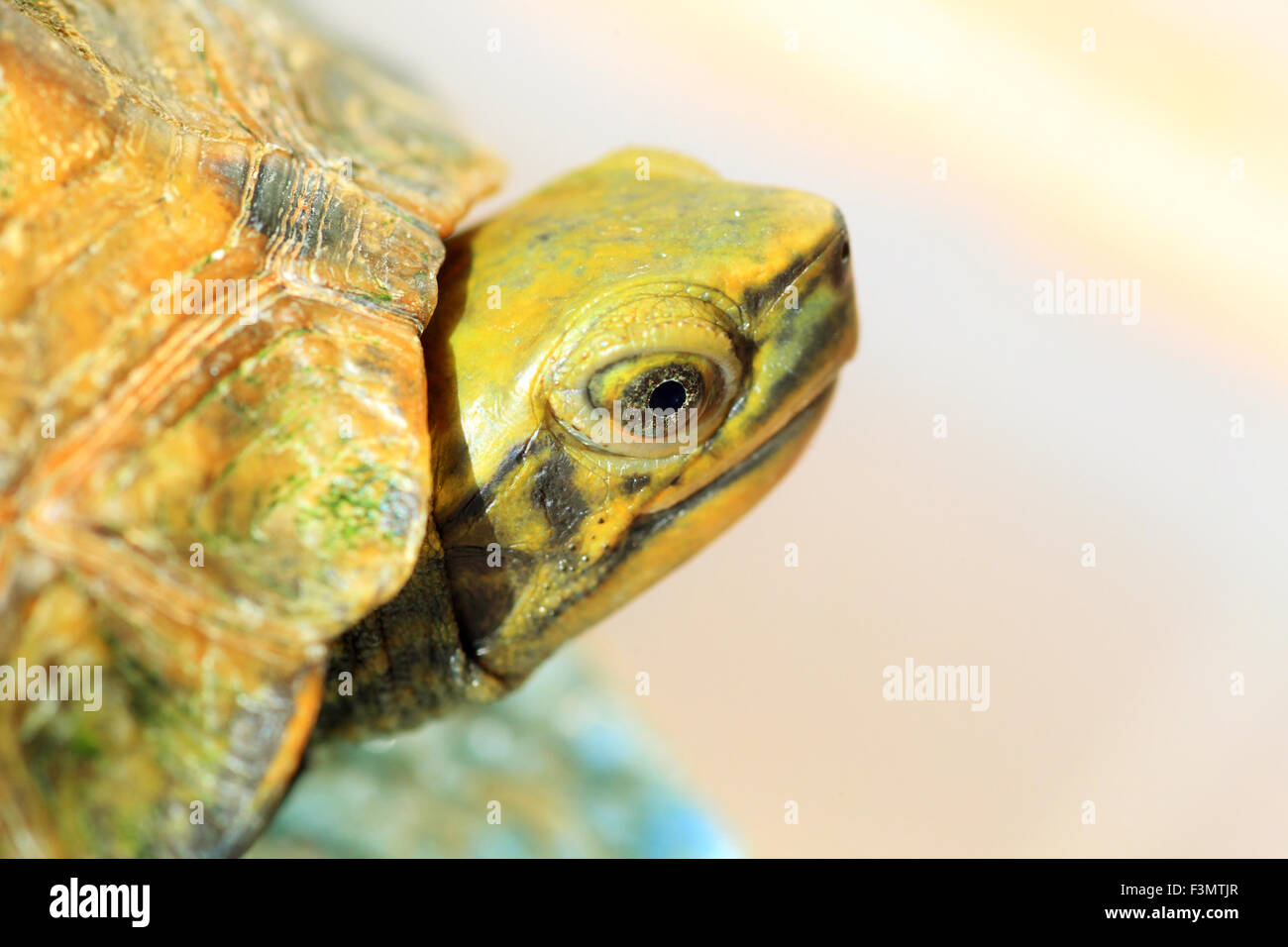 Japanese pond turtle (Mauremys japonica) young in Japan Stock Photo - Alamy