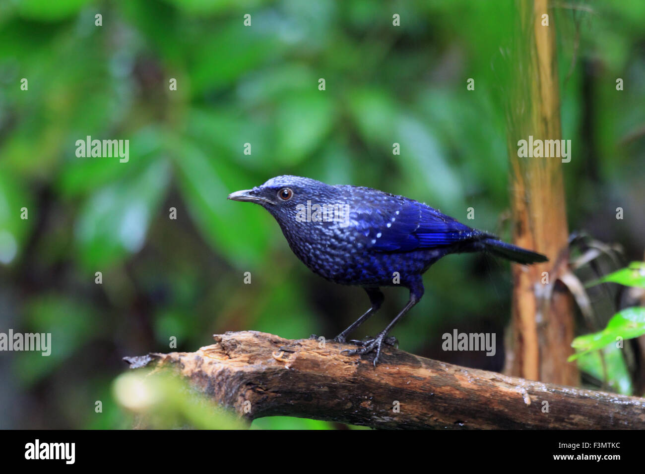 Blue Whistling Thrush (Myophonus caeruleus) in Mae Wong national park ...