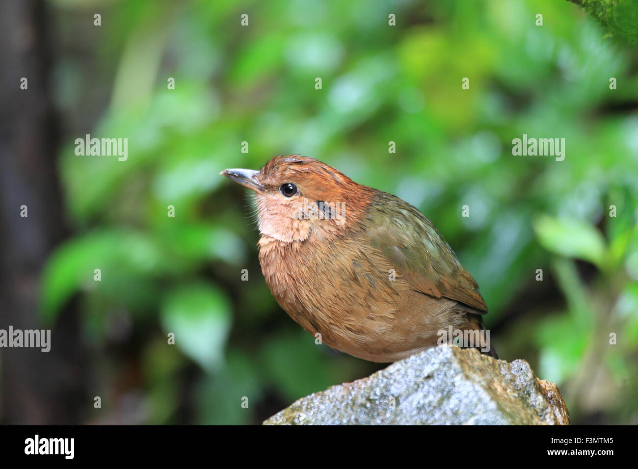 Rusty-naped Pitta (Pitta oatesi) in Thailand Stock Photo - Alamy
