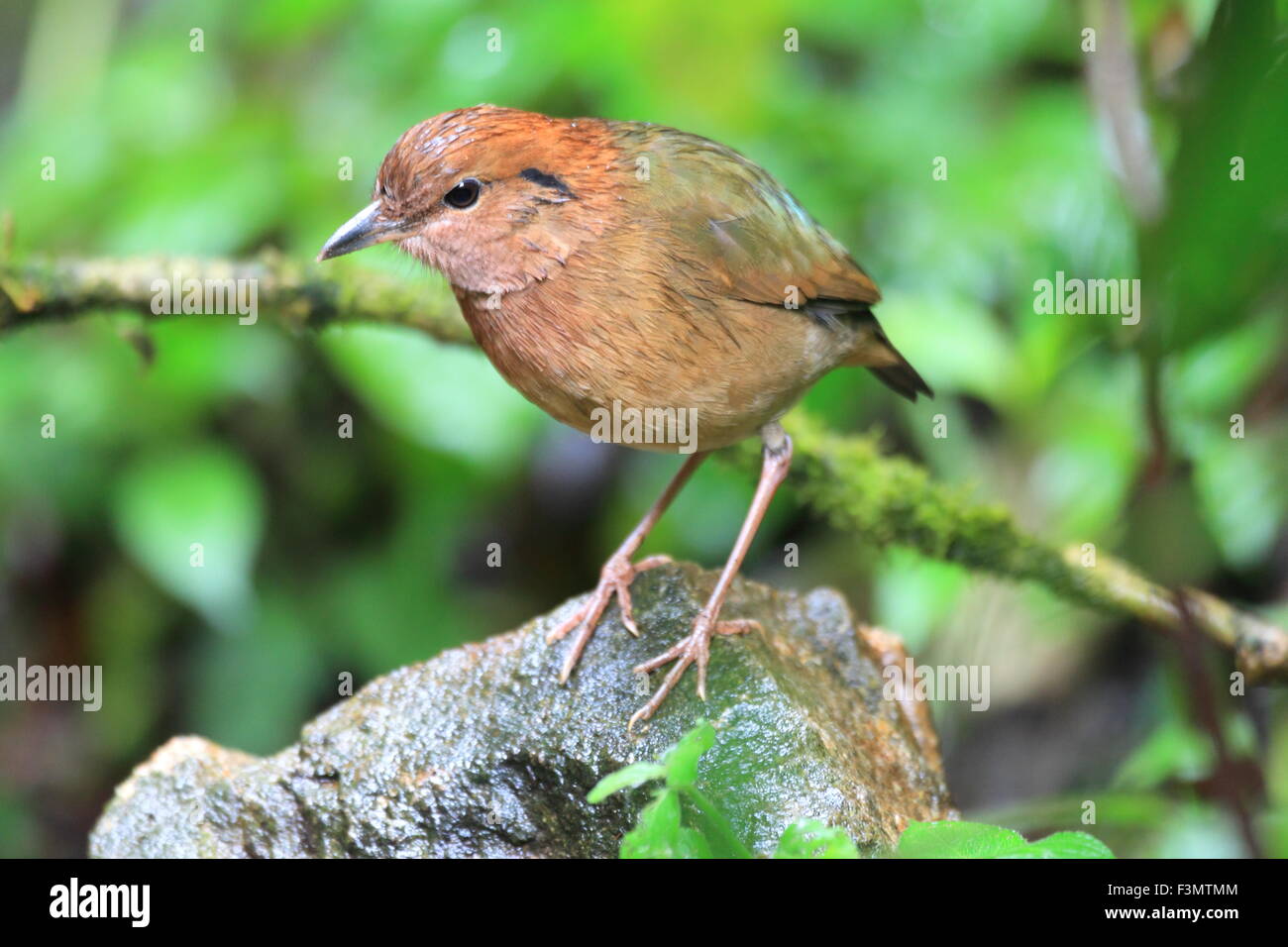Rusty-naped Pitta (Pitta oatesi) in Thailand Stock Photo - Alamy