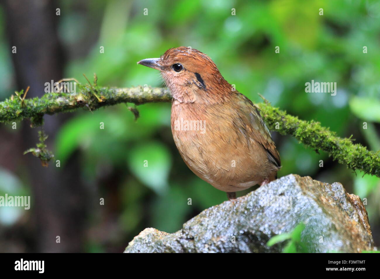 Rusty-naped Pitta (Pitta oatesi) in Thailand Stock Photo - Alamy