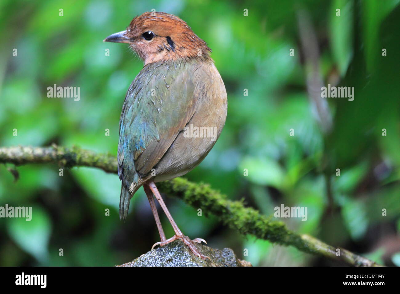 Rusty-naped Pitta (Pitta oatesi) in Thailand Stock Photo - Alamy