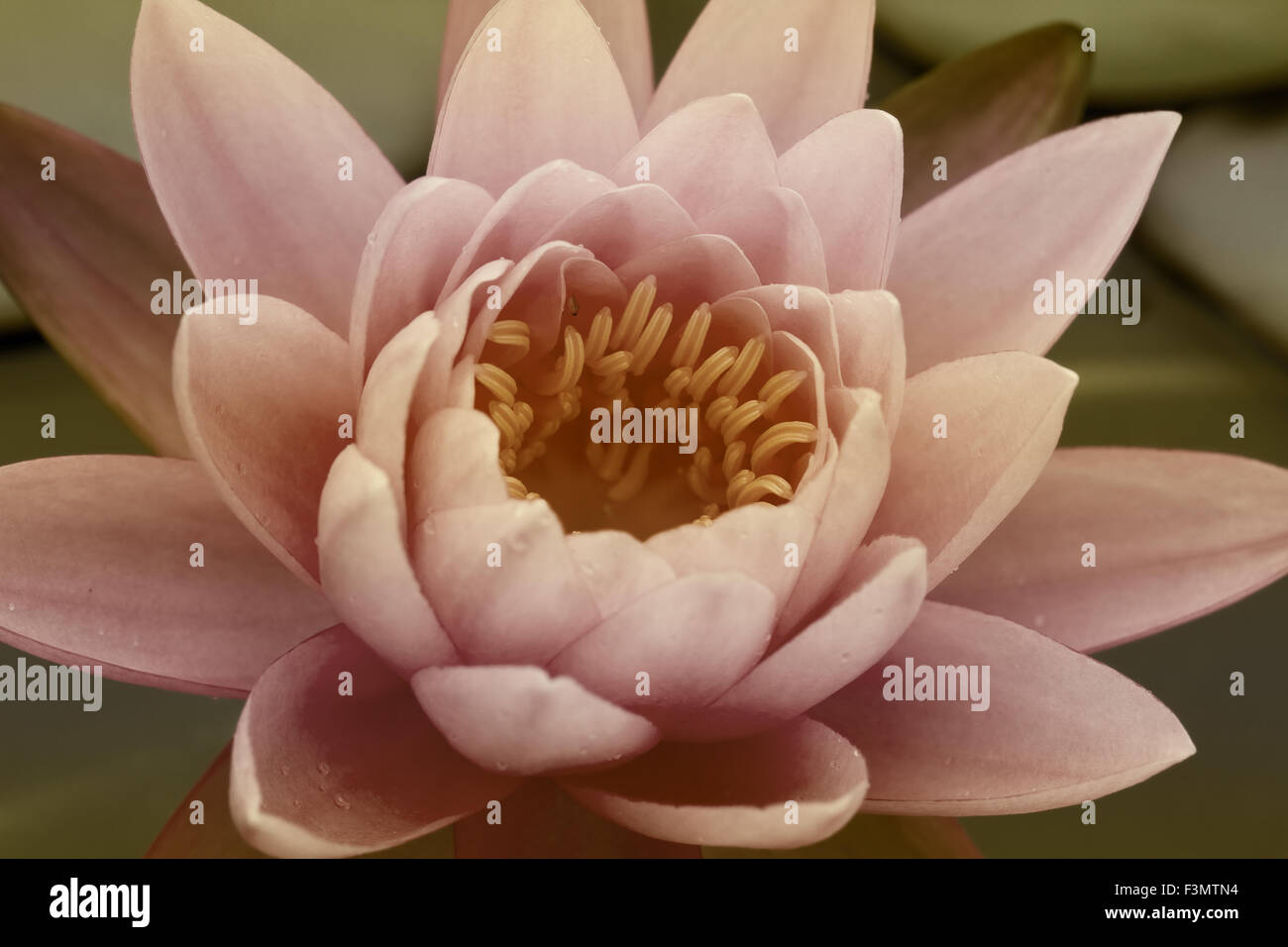 Pink Water Lily Stock Photo - Alamy
