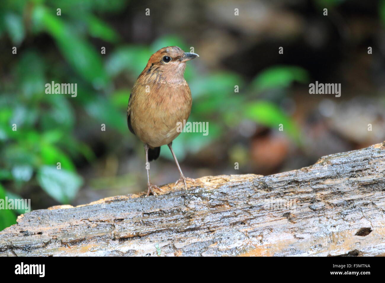 Rusty-naped Pitta (Pitta oatesi) in Thailand Stock Photo - Alamy