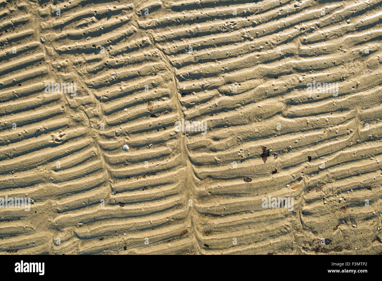 Rippled beach sand texture with some scattered shells Stock Photo - Alamy