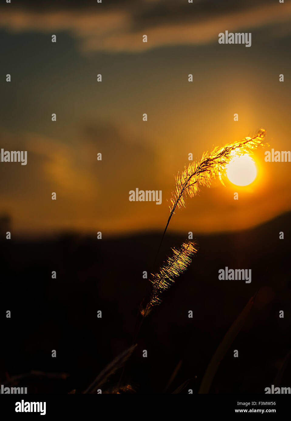 Sunset and weeds Stock Photo - Alamy