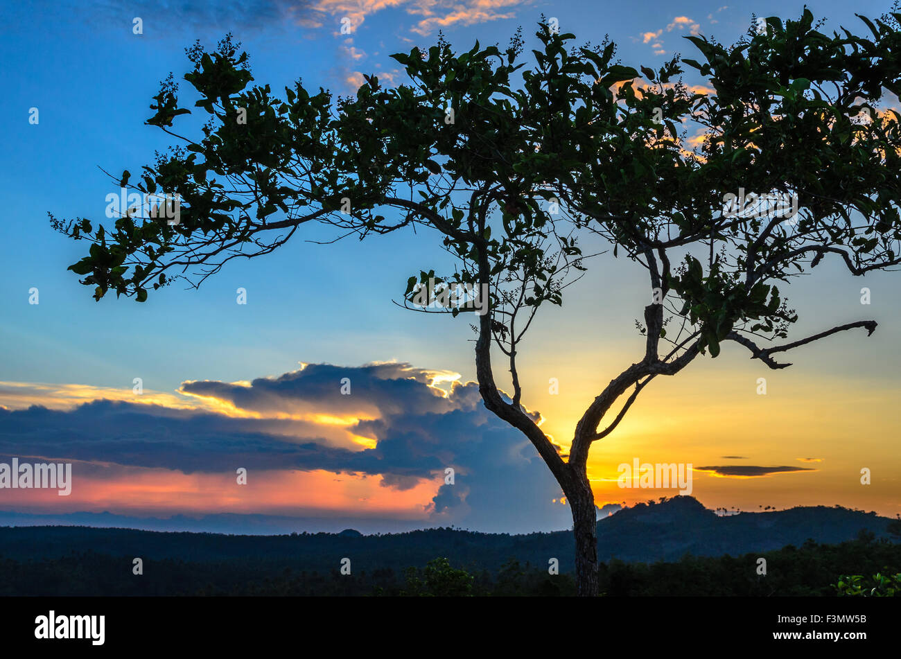 Lone tree at sunset Stock Photo - Alamy