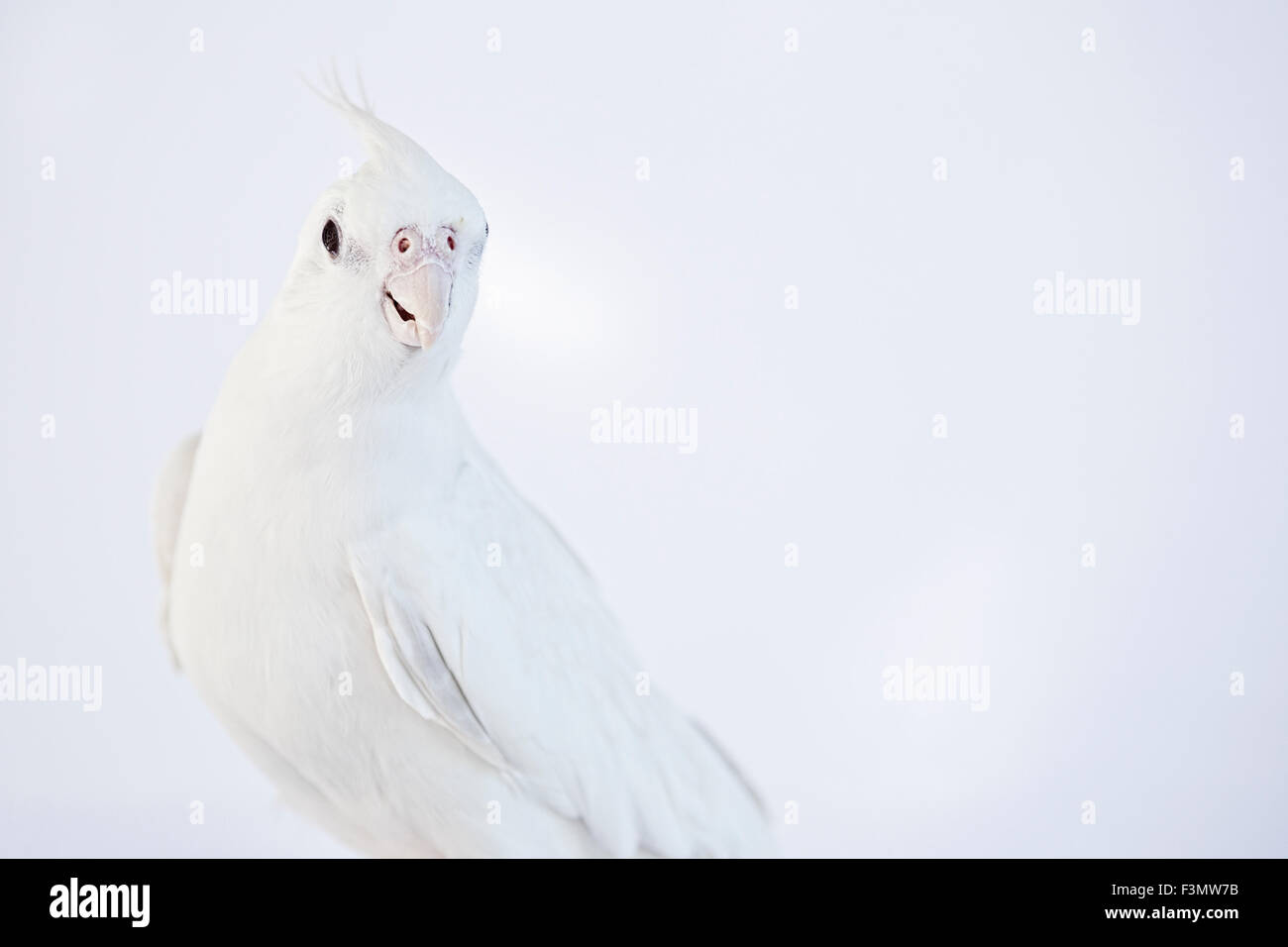 Australian White Cocktail Parrot