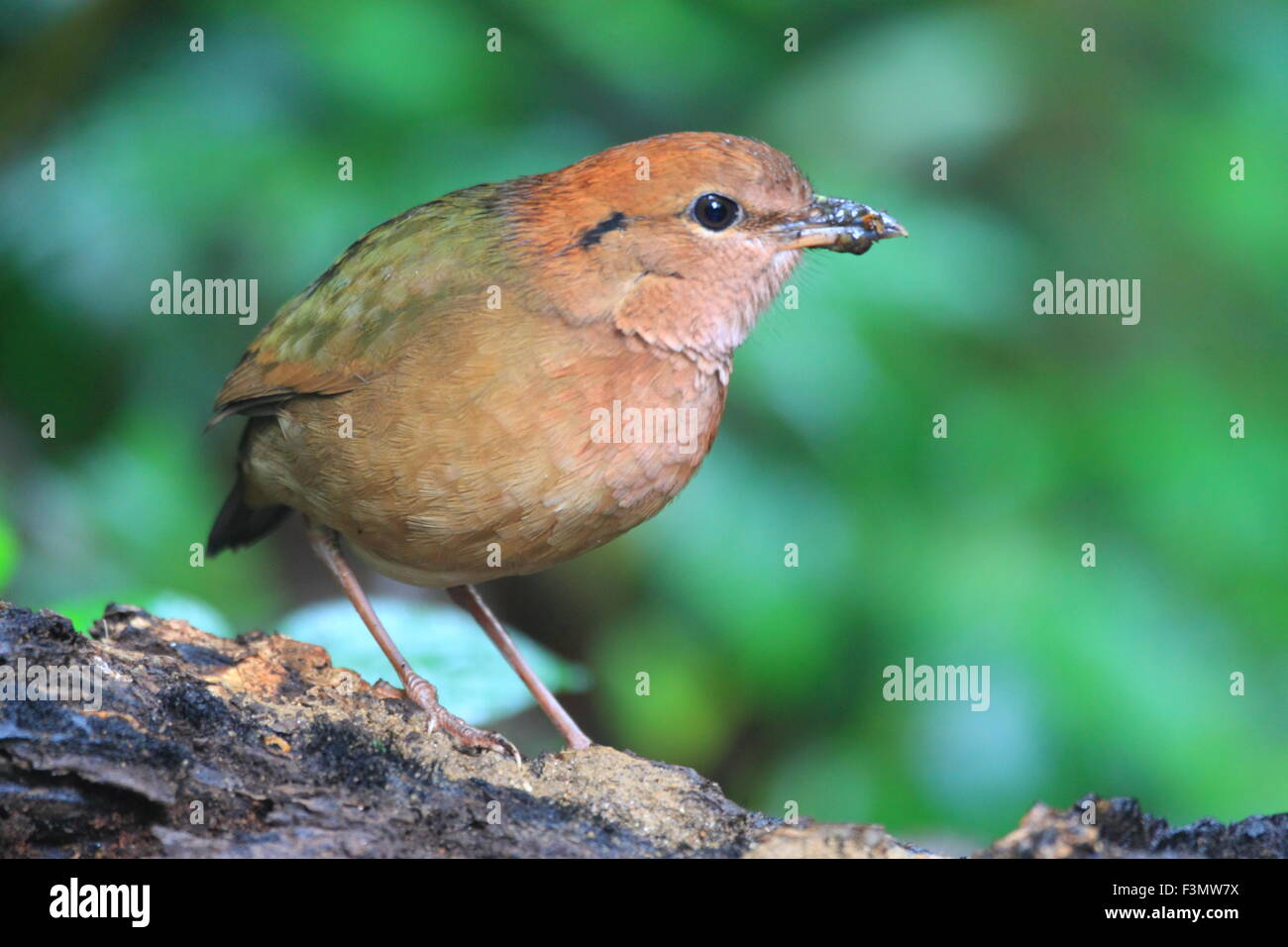 Rusty-naped Pitta (Pitta oatesi) in Thailand Stock Photo - Alamy