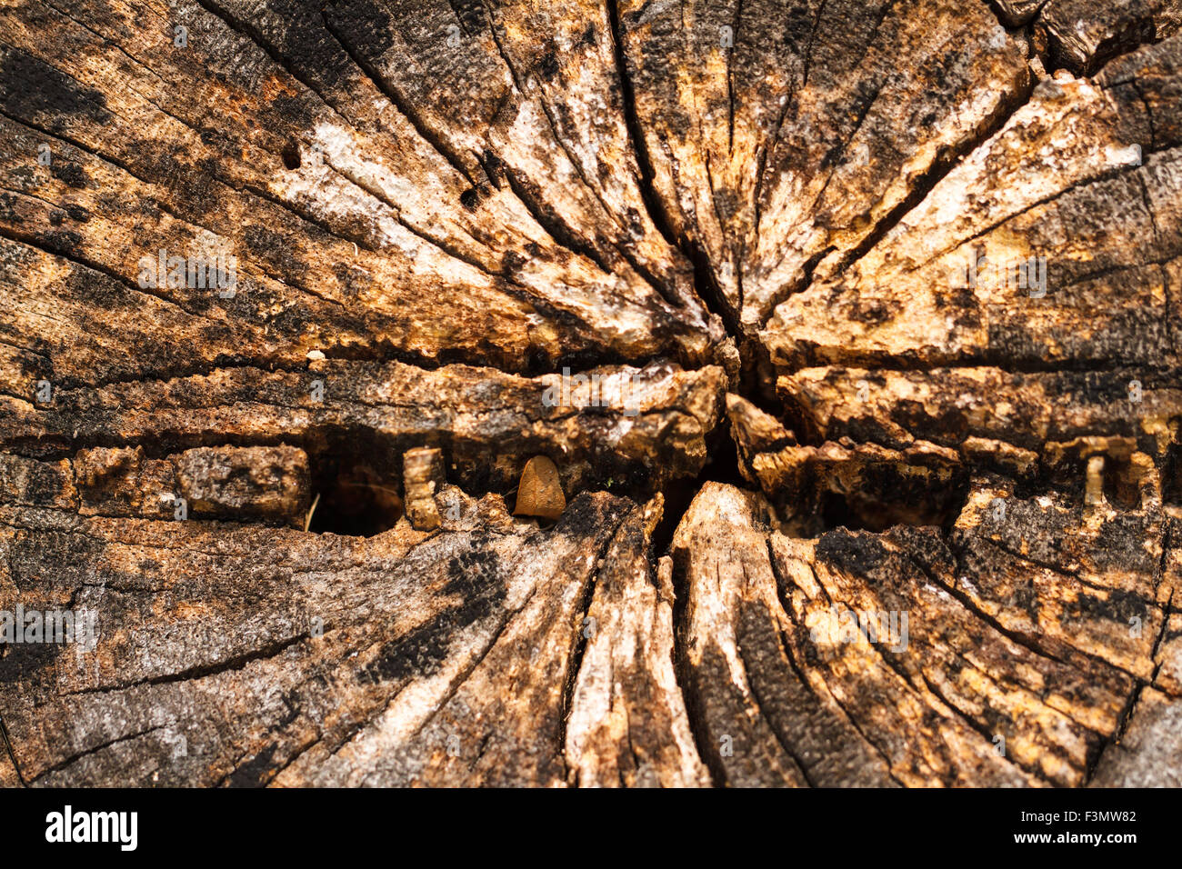 Dramatic wood texture hi-res stock photography and images - Alamy